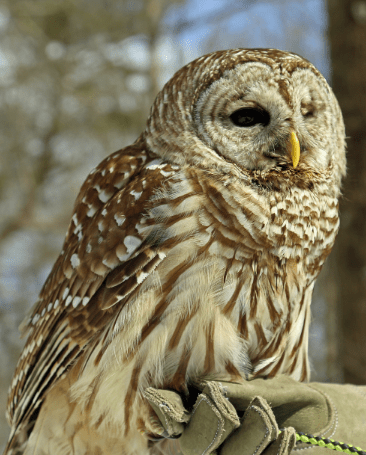 The Secret Life of Owls - Traprock Ridge Land Conservancy